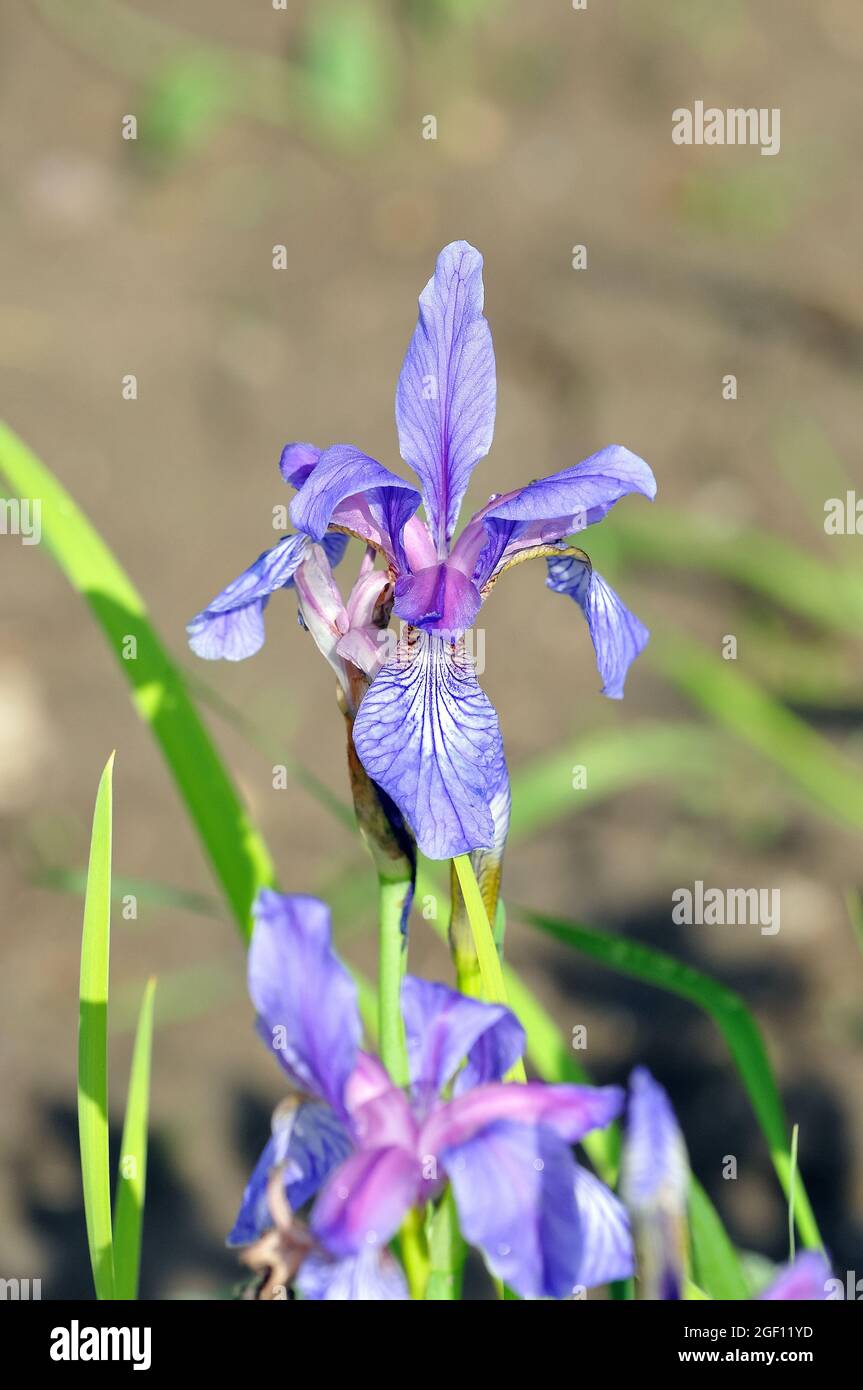 tough-leaved iris, Oregon iris, Iris tenax, Oregon-irisz Stock Photo ...