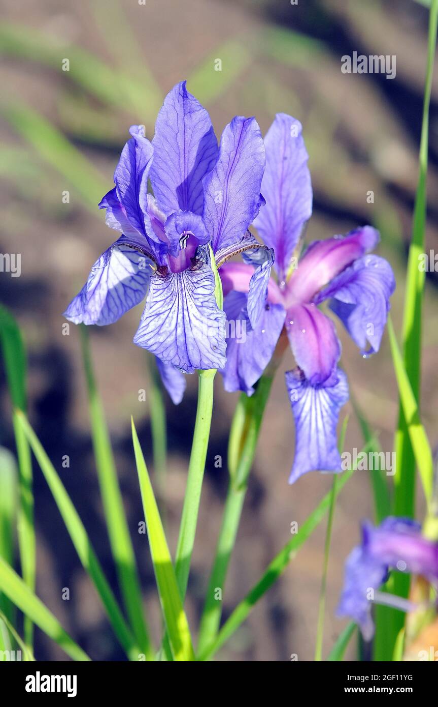 tough-leaved iris, Oregon iris, Iris tenax, Oregon-irisz Stock Photo ...
