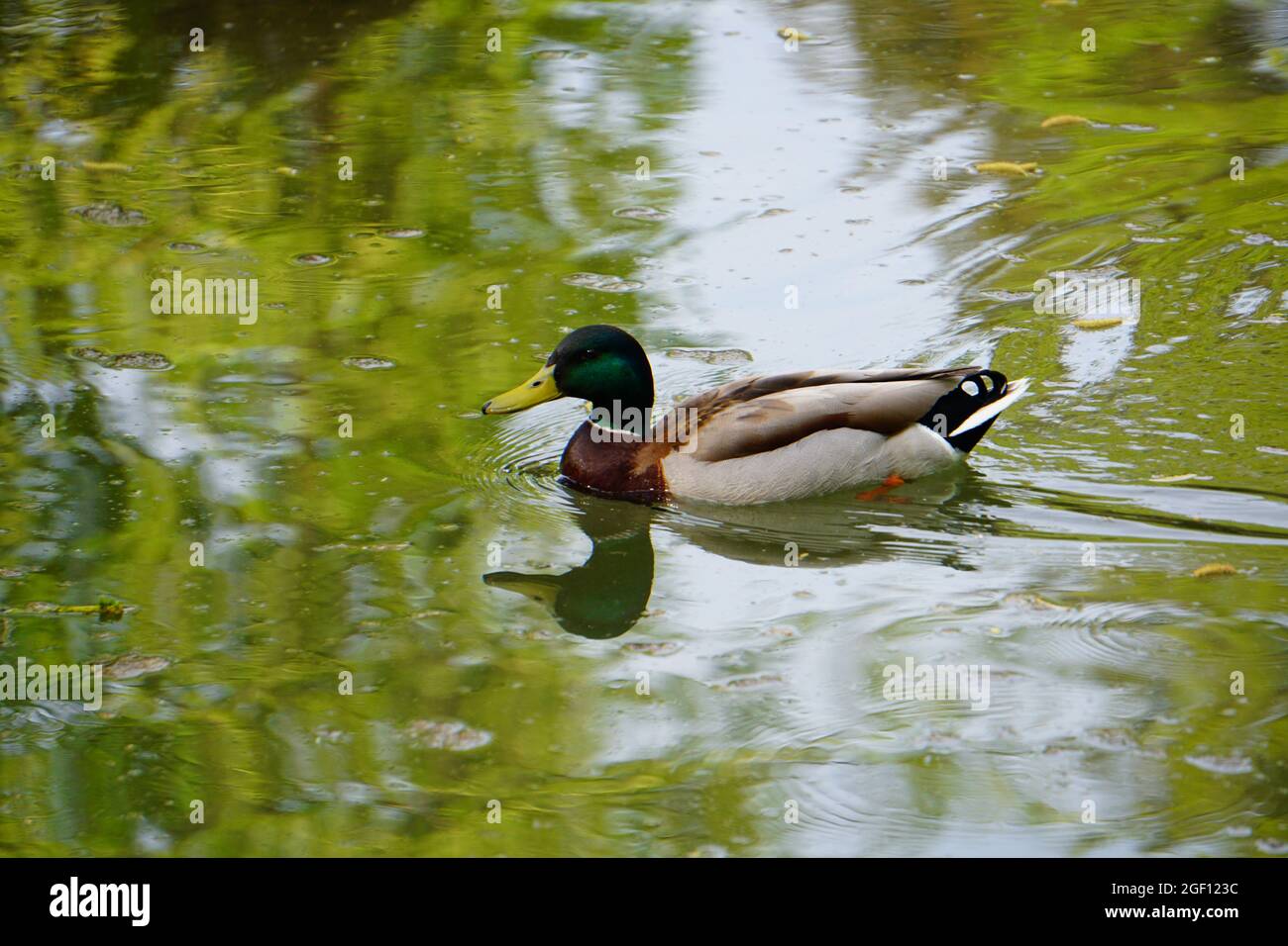 Cute Duck Is Swimming On The Lake Stock Photo Stock Images Stock ...