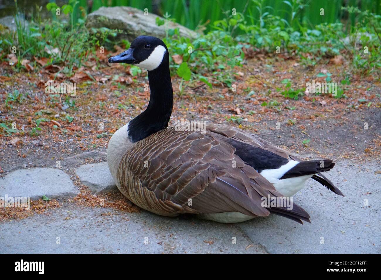 Black goose hi-res stock photography and images - Alamy