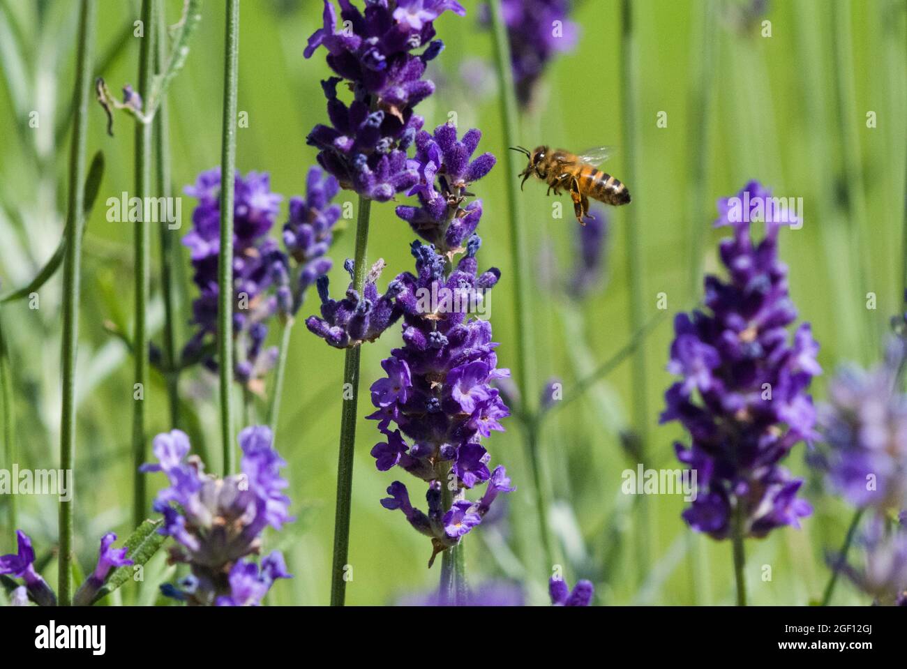 Flying honey bee wings hi-res stock photography and images - Alamy