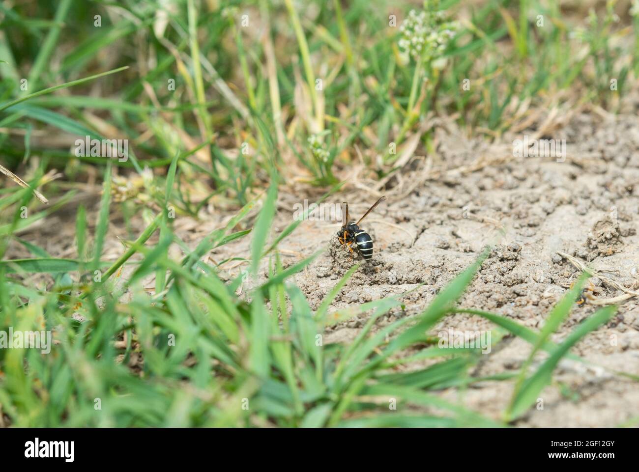 Fen mason wasp hi-res stock photography and images - Alamy
