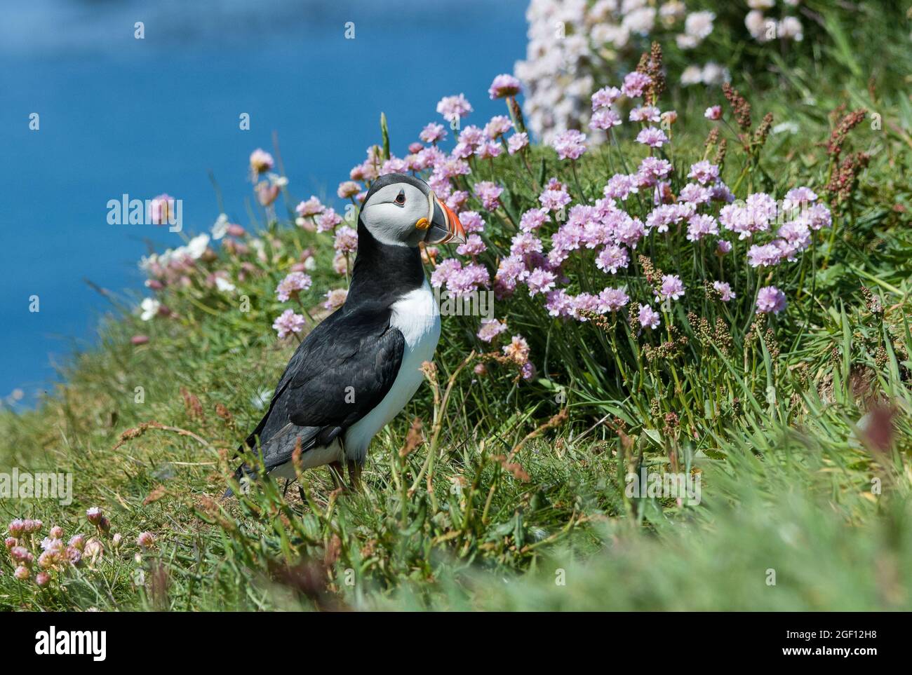 Puffin in front of Sea Thrift, Lunga Stock Photo - Alamy