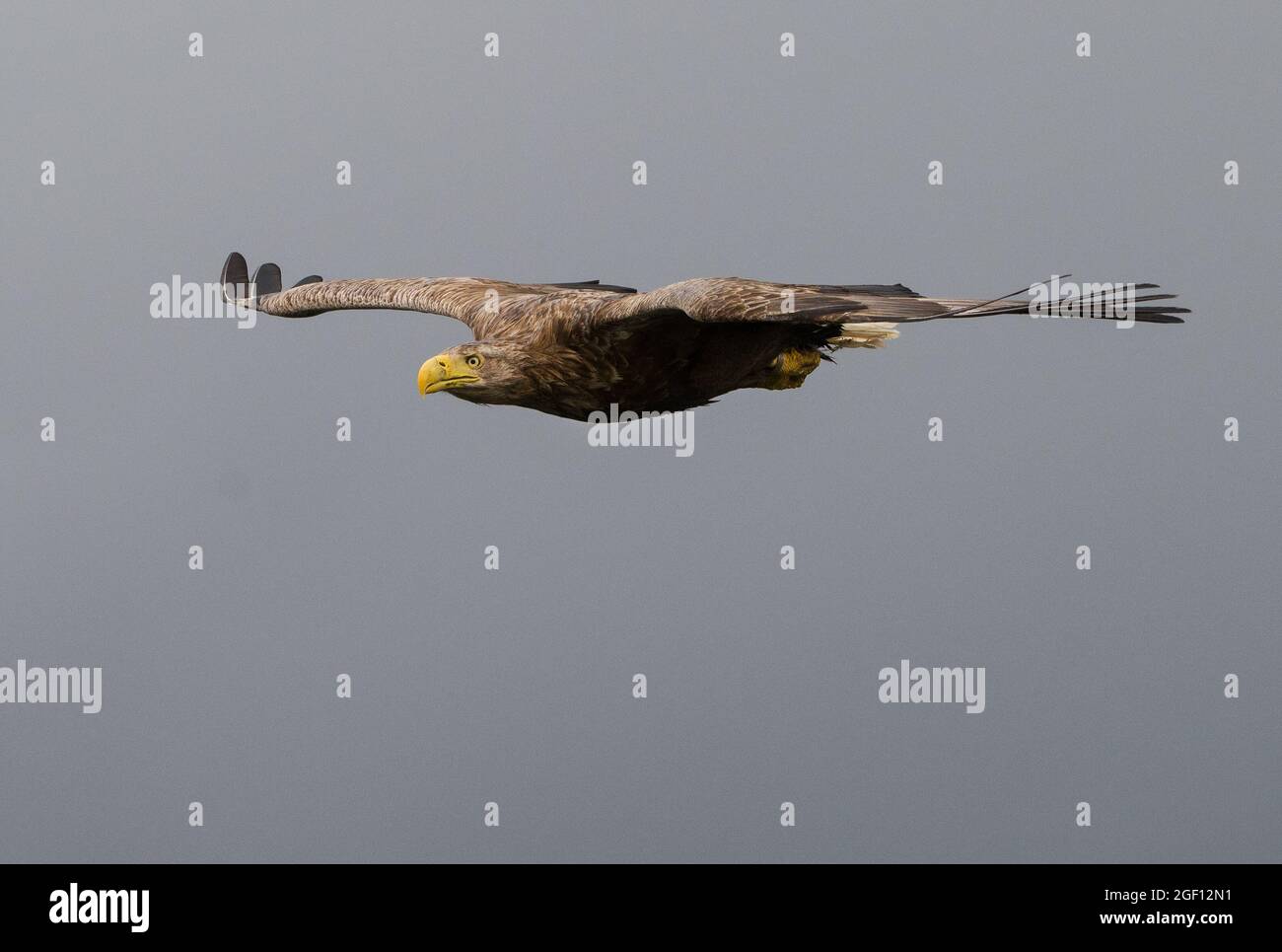 White Tailed Sea Eagle in flight, Isle of Mull Stock Photo - Alamy