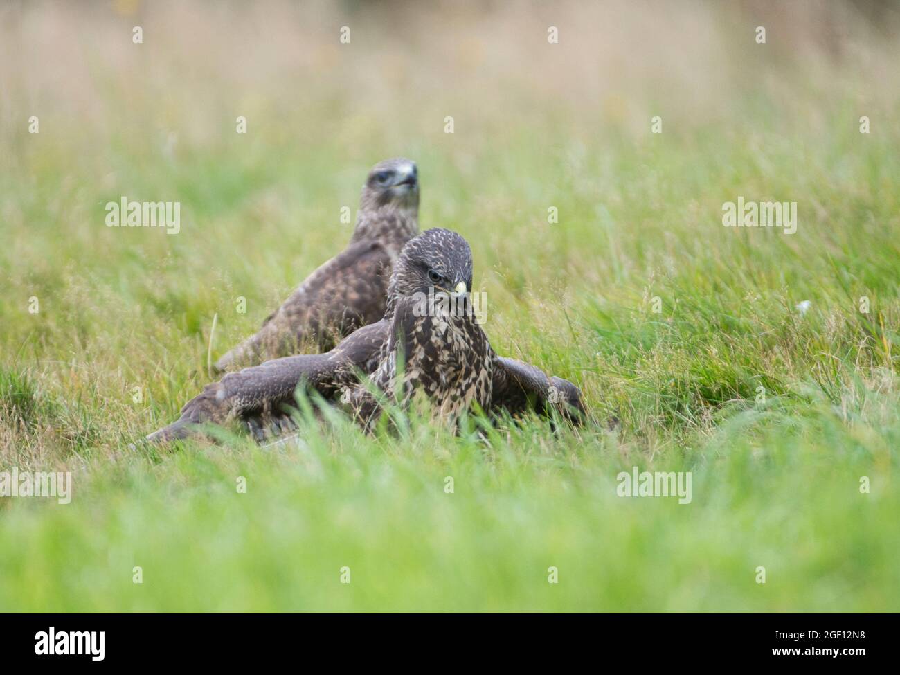 Female bird of prey hi-res stock photography and images - Alamy