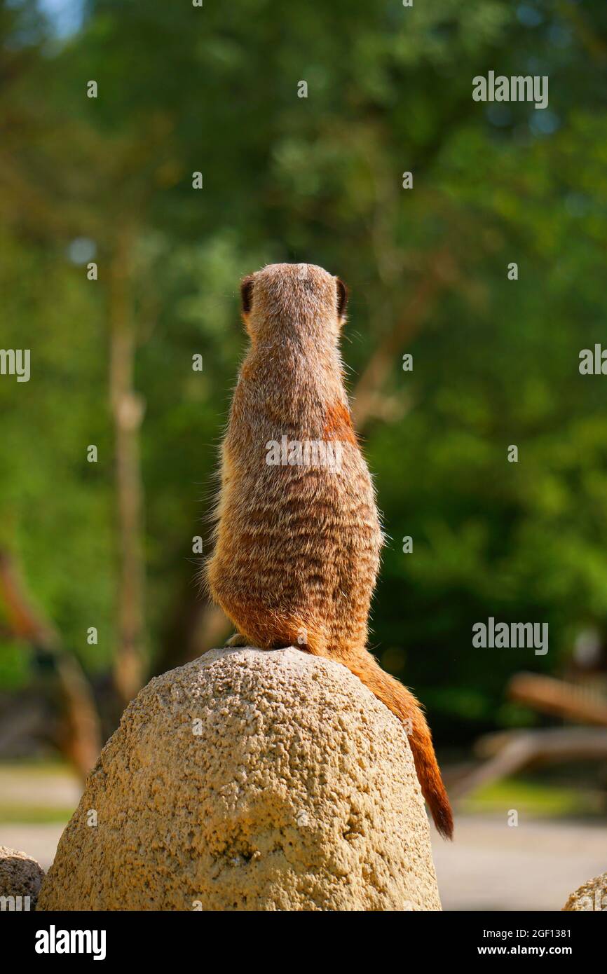 Meerkat Back Stock Photo Stock Images Stock Pictures Stock Photo - Alamy