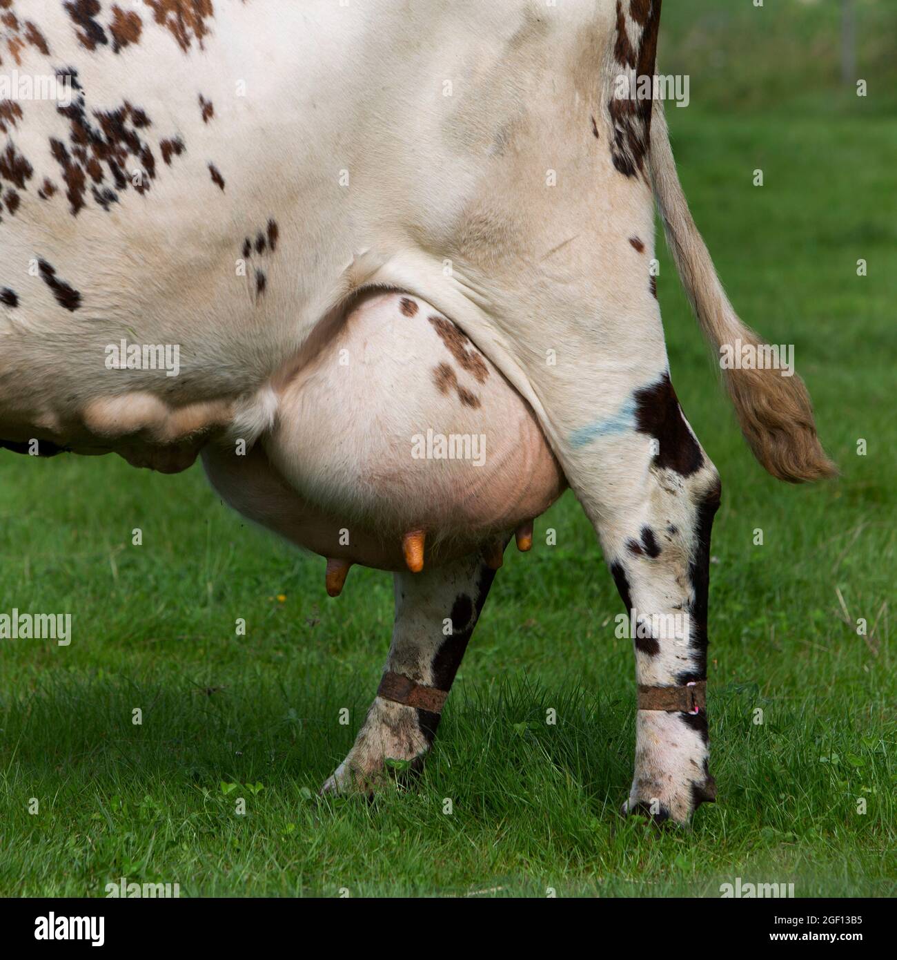 Cow milk udder heifer holstein hi-res stock photography and images - Alamy