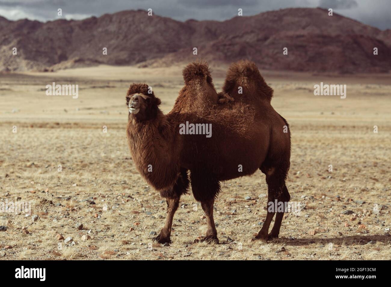 A double-humped camel in the Mongolian steppe Stock Photo - Alamy