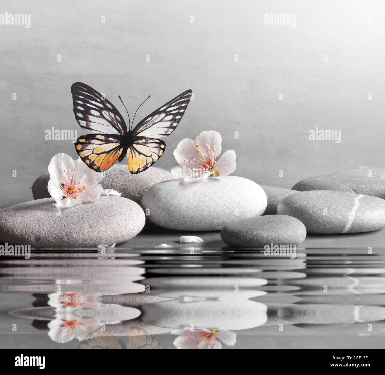 Beautiful flower, butterfly and stone zen spa on grey background Stock ...