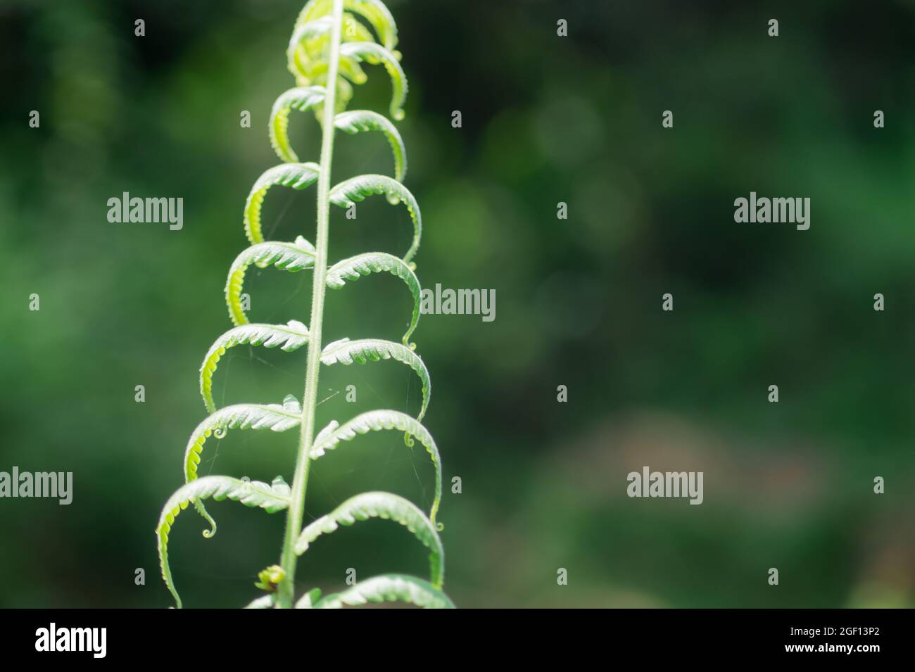 Twisting stem hi-res stock photography and images - Alamy