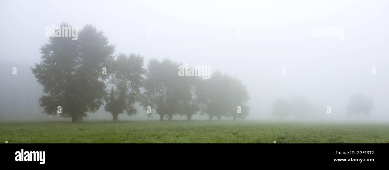 trees in morning mist of french normandy on panorama photograph Stock ...