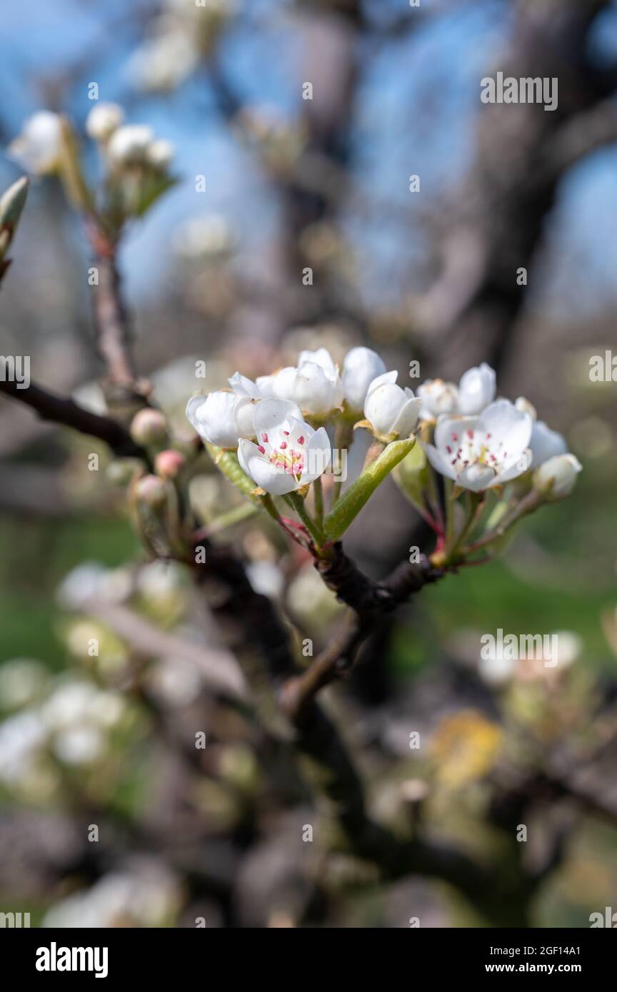 Begin of spring blossom of pear trees in Dutch orchards in april Stock ...