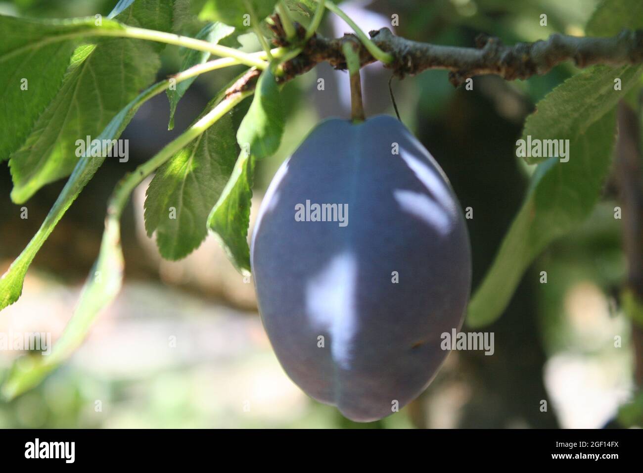 Amazing blue plum hi-res stock photography and images - Alamy