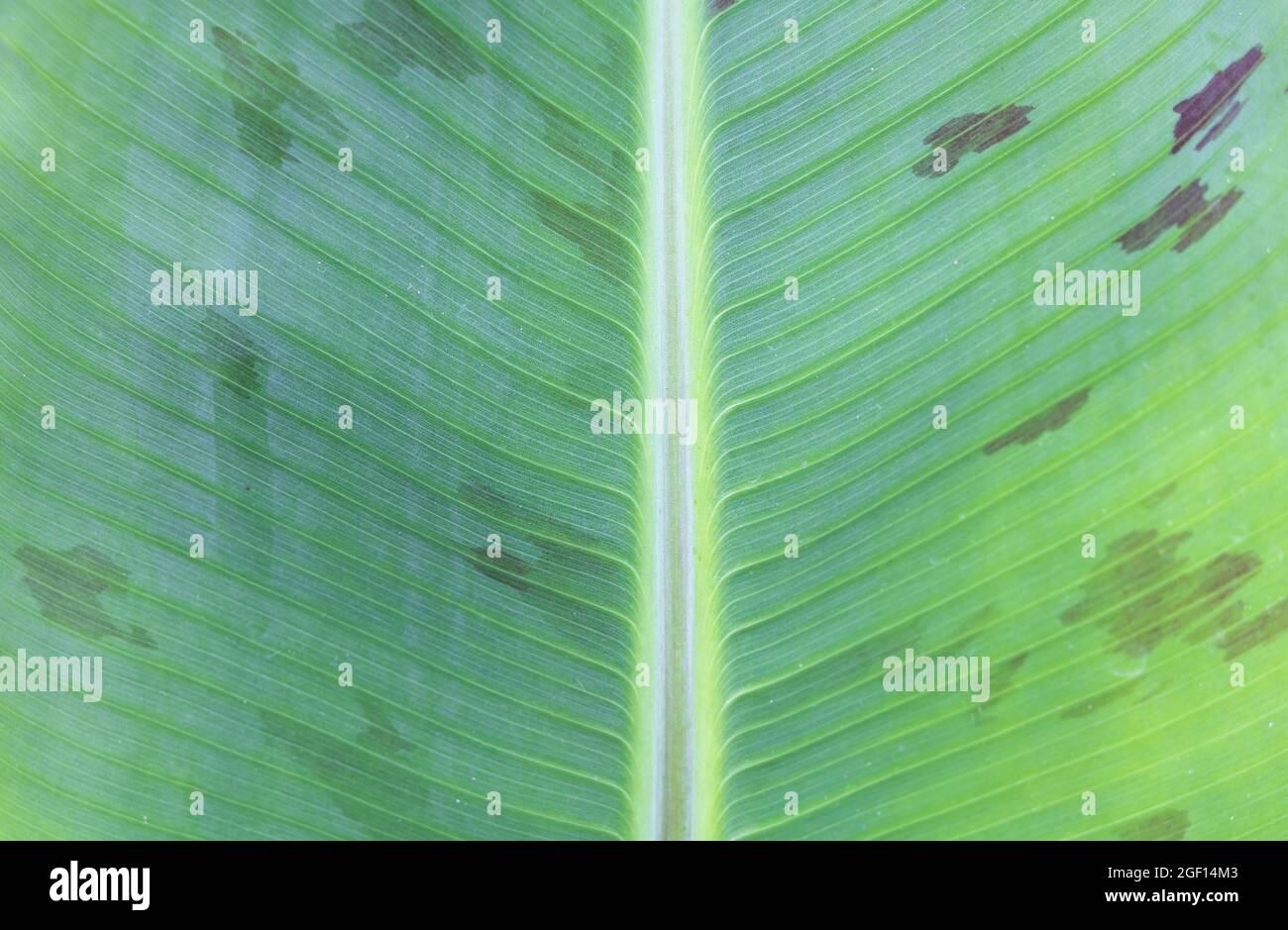 Banana Tree Leaf Texture