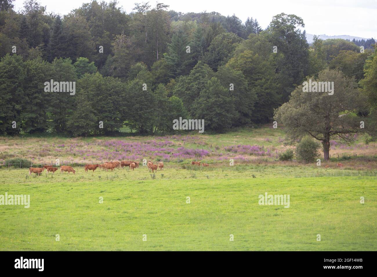 Limousin eating grass hi-res stock photography and images - Alamy