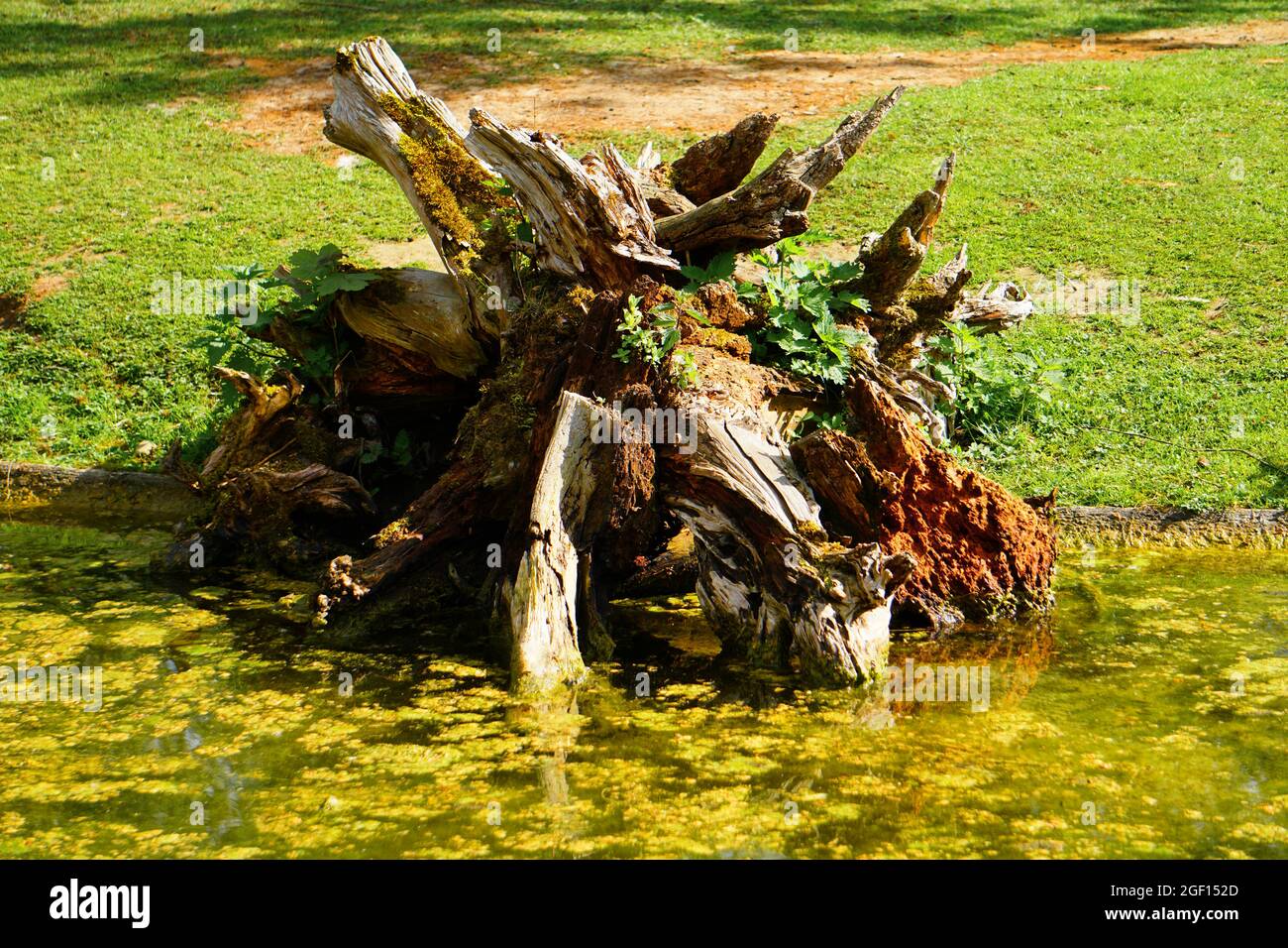 Wood in swamp Stock Photo Stock Images Stock Pictures Stock Photo - Alamy
