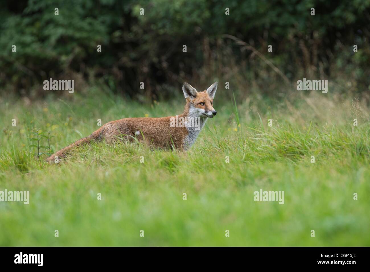 Red fox rural hi-res stock photography and images - Alamy