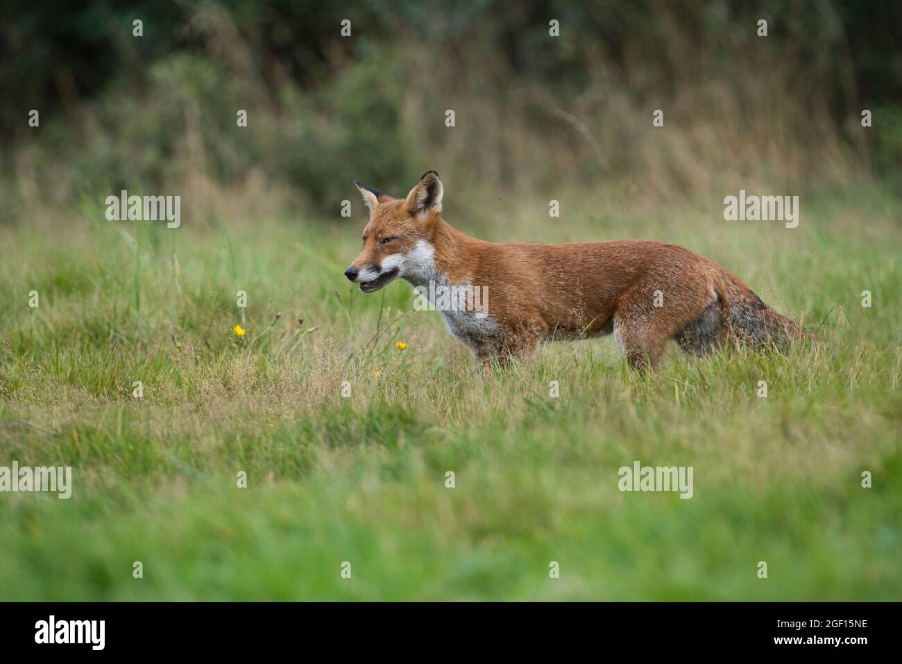 Red fox (Vulpes vulpes) moving through a meadow in a rural setting ...