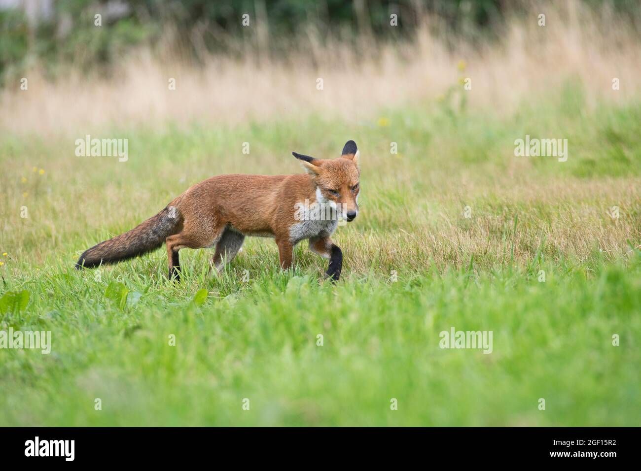 Red fox rotfuchs red fox hi-res stock photography and images - Alamy