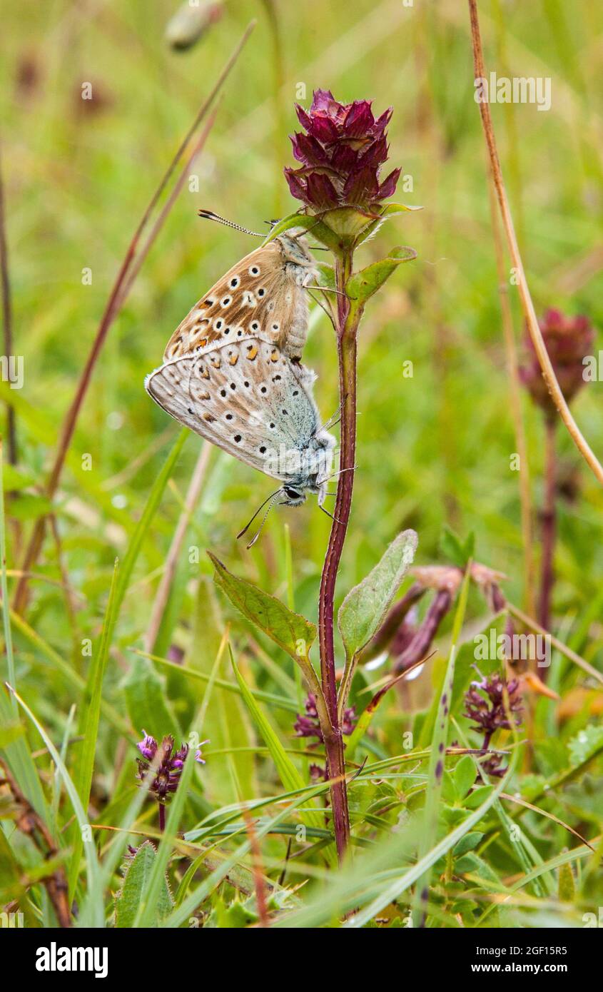 Mating pair of Chalk Hill blue butterflies Polyommatus coridon on the ...