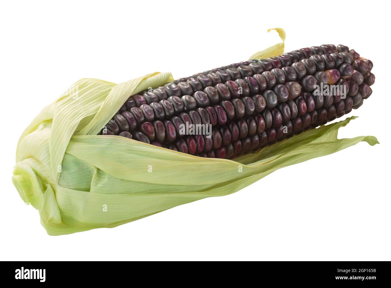 Heirloom anthocyanin-rich or earth tones dent maize corn cob (Zea mays ...