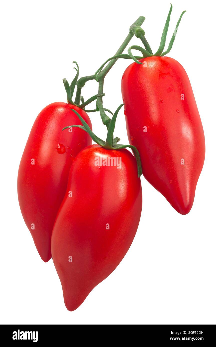 Long tomatoes on the vine cluster (Minisinsk pepperlike variety ...