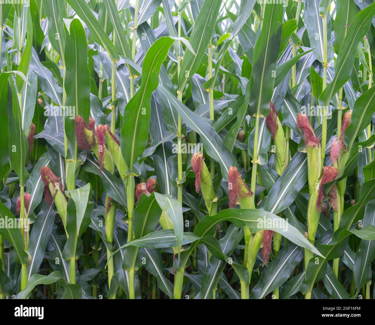closeup of cornfield with cobs almost ready for harvest Stock Photo - Alamy