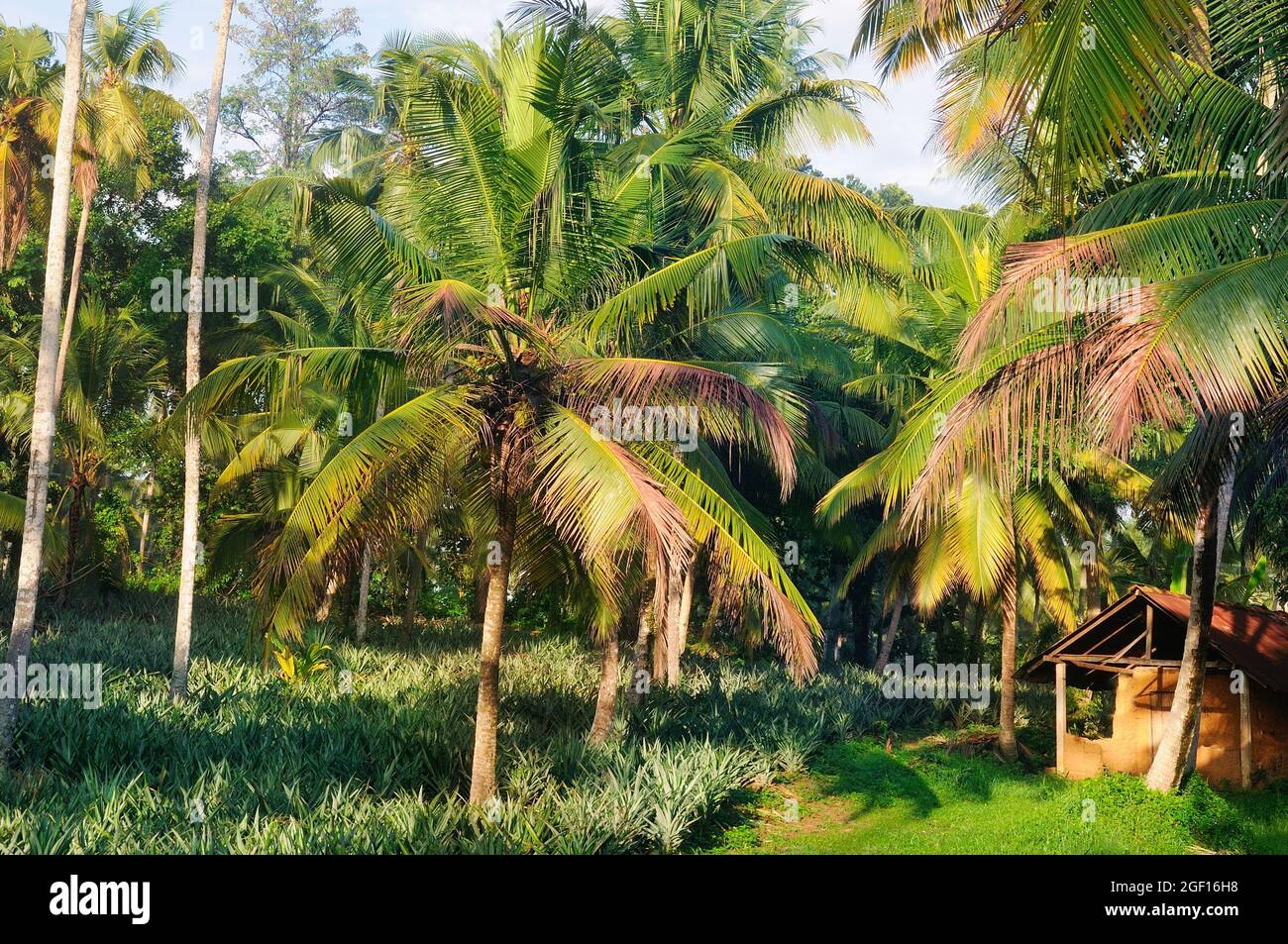 Tropical garden with coconut palms and a pineapple plantation. Shri ...
