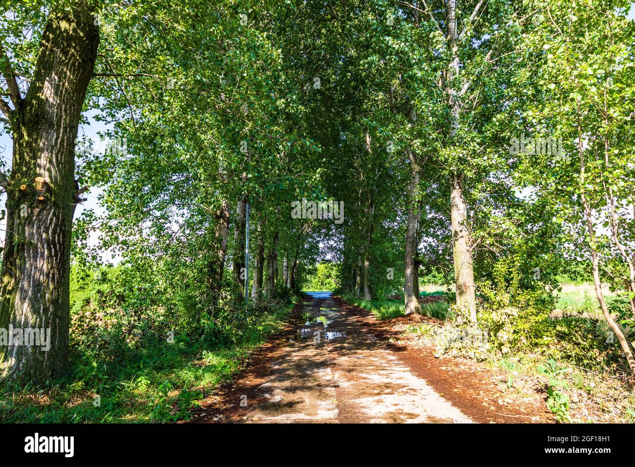 Muddy footpath through trees hi-res stock photography and images - Alamy