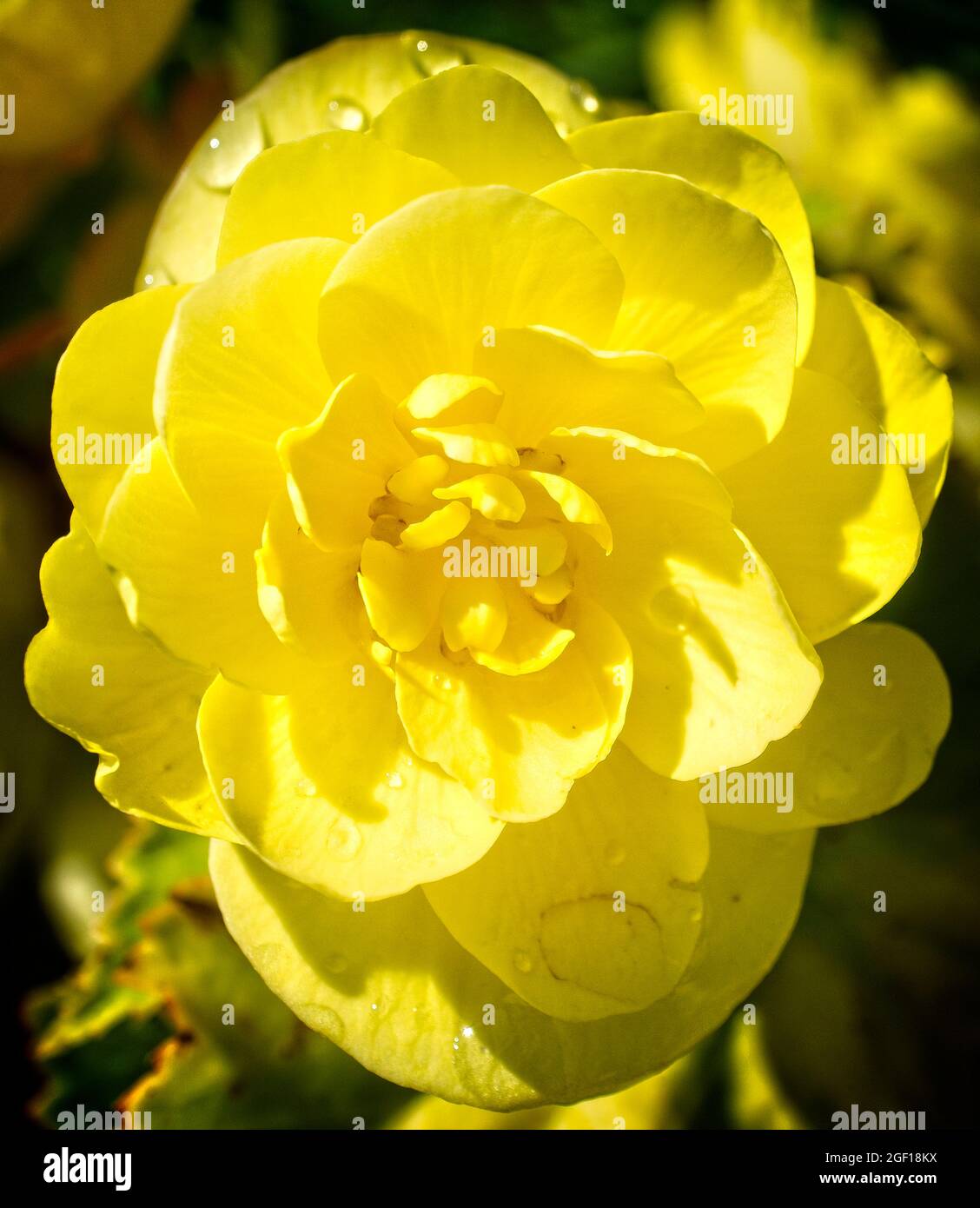 Floribunda roses hi-res stock photography and images - Alamy