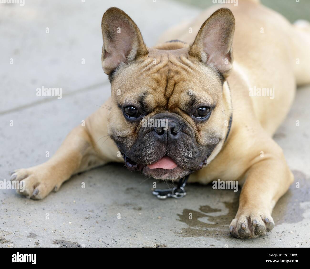 Young fawn Frenchie Resting with Tongue Out. Off-leash dog park in ...