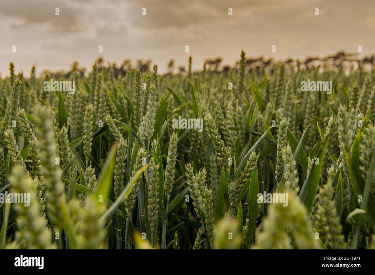 Wheat growing in an East Hertfordshire field, ready for its August ...