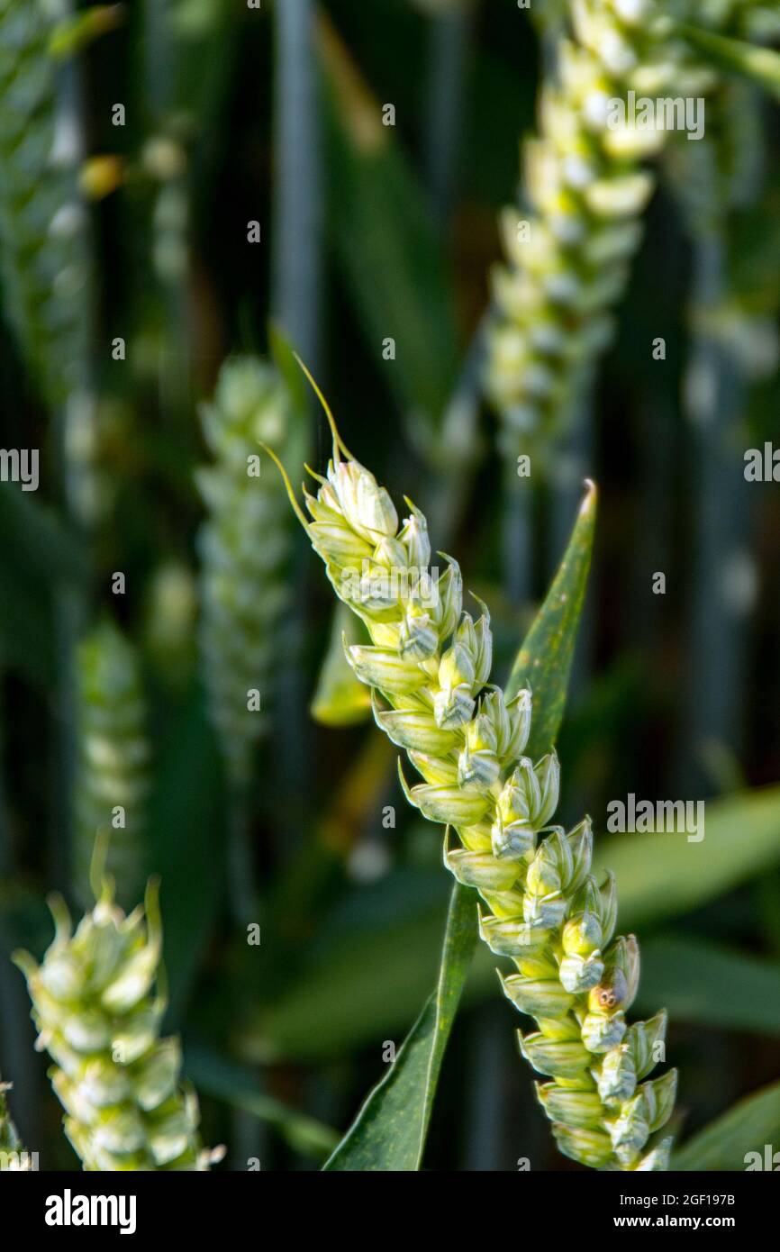 An ear of wheat in a large Hertfordshire field awaiting the July ...