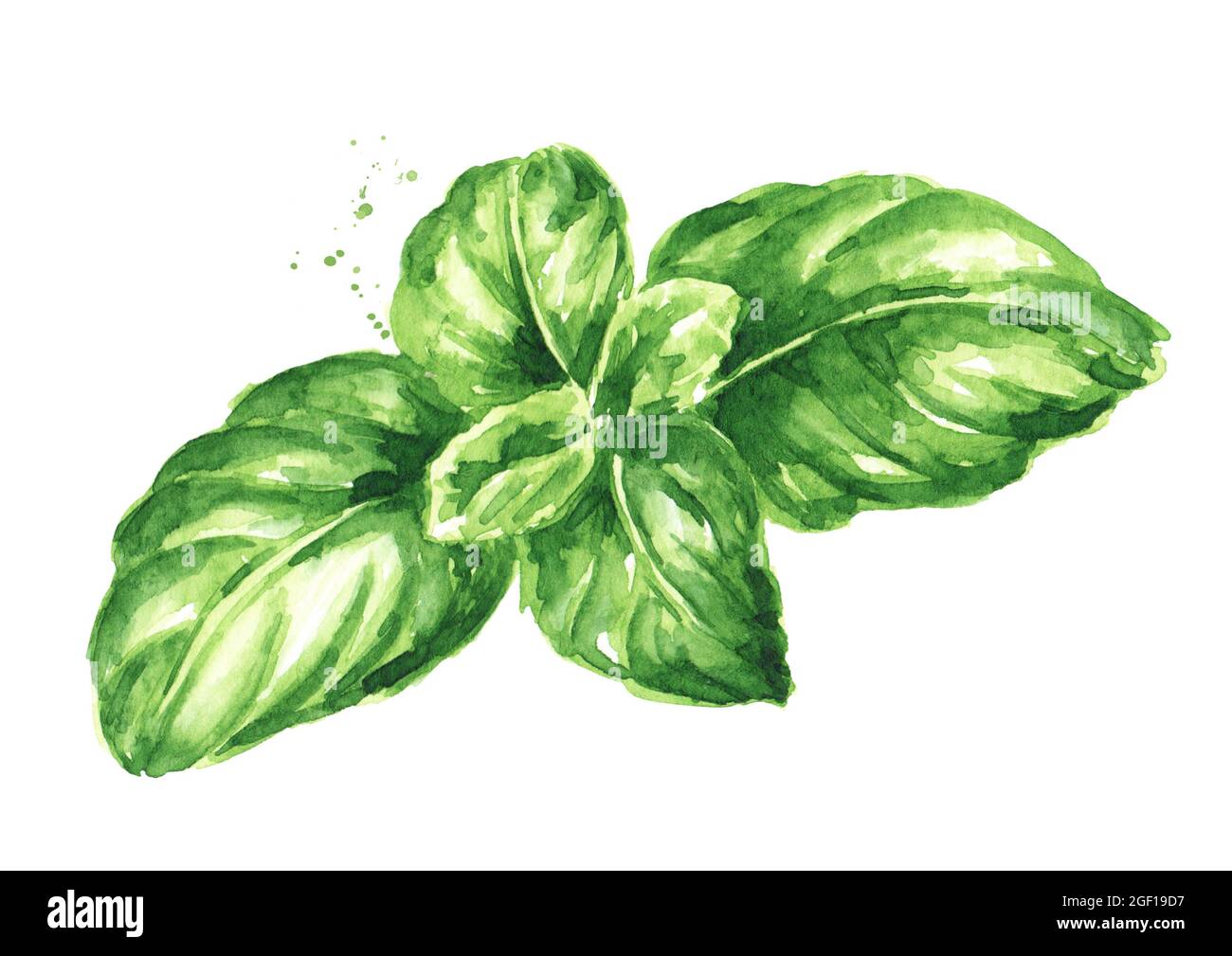Fresh green basil branch. Hand drawn watercolor illustration, isolated ...