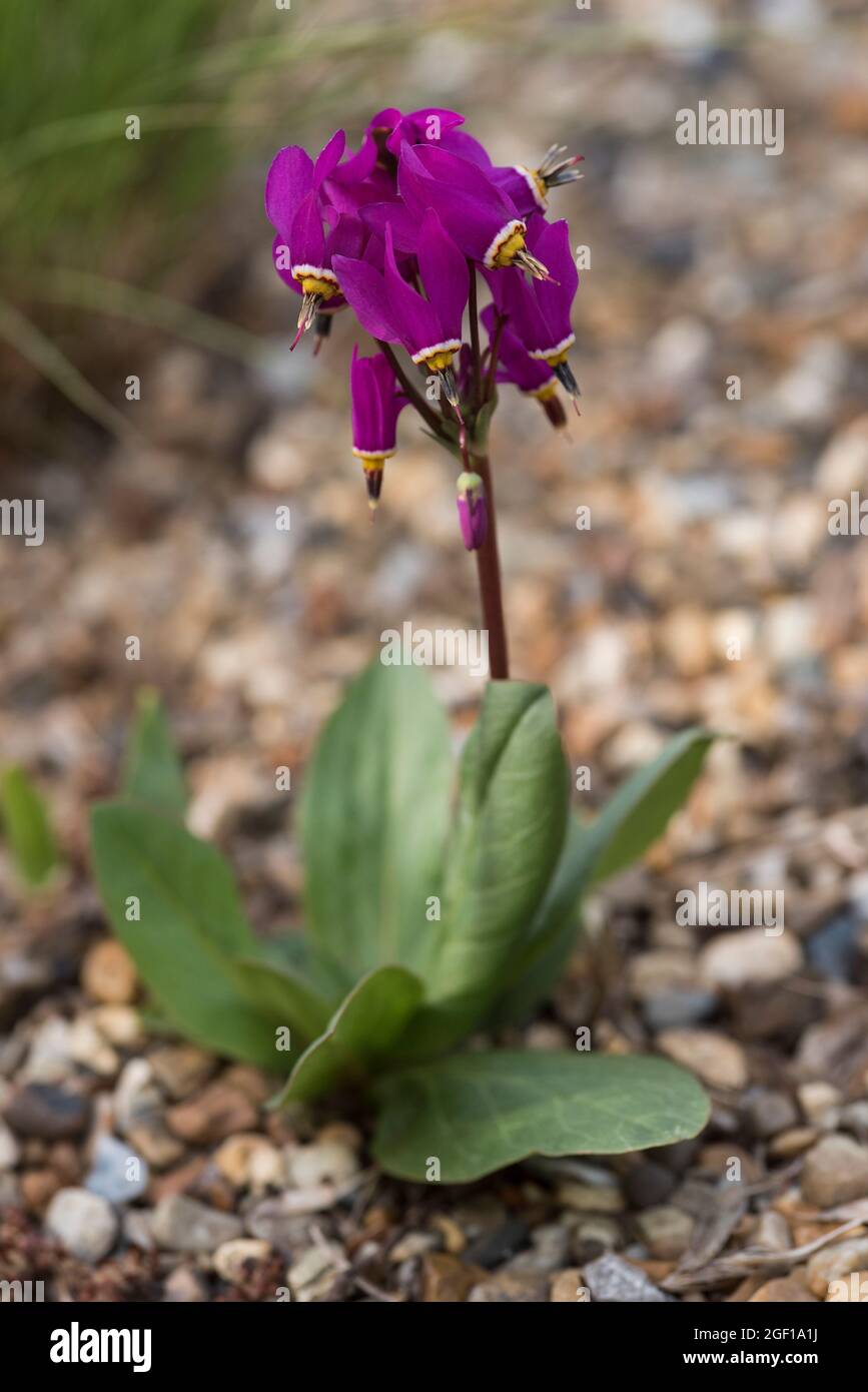 Purple Dodecatheon Maedia AKA American Cowslip, prairie cyclamen, Pride ...
