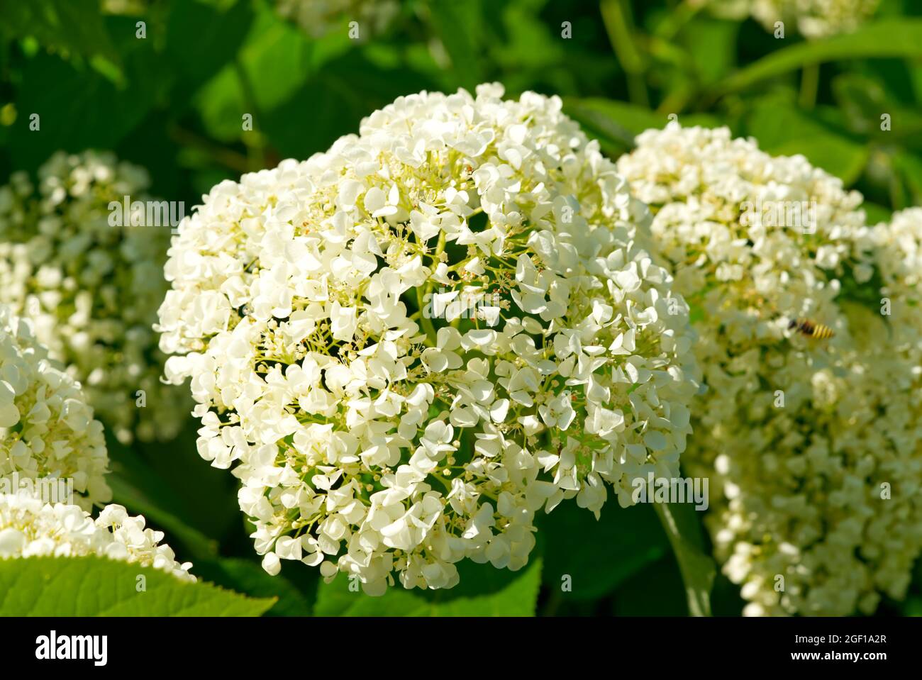 Hydrangea arborescens Smooth Hydrangea flowers Stock Photo - Alamy