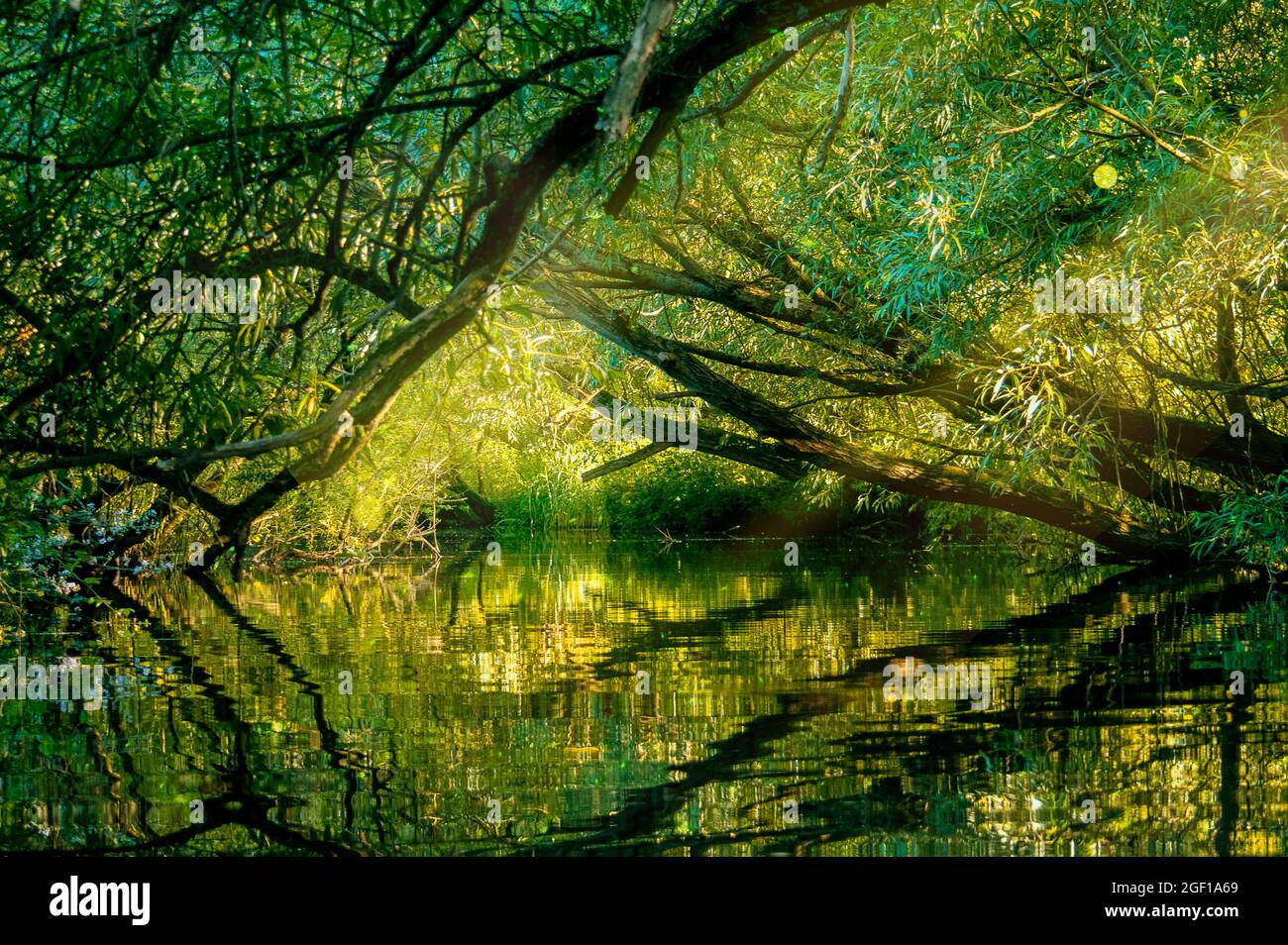 Tree tunnel on a river Stock Photo - Alamy