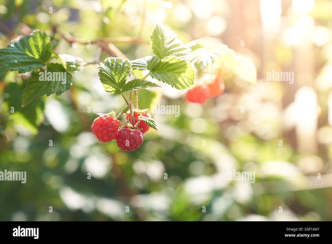 Growing raspberries.A branch of ripe raspberries in the garden. Red ...