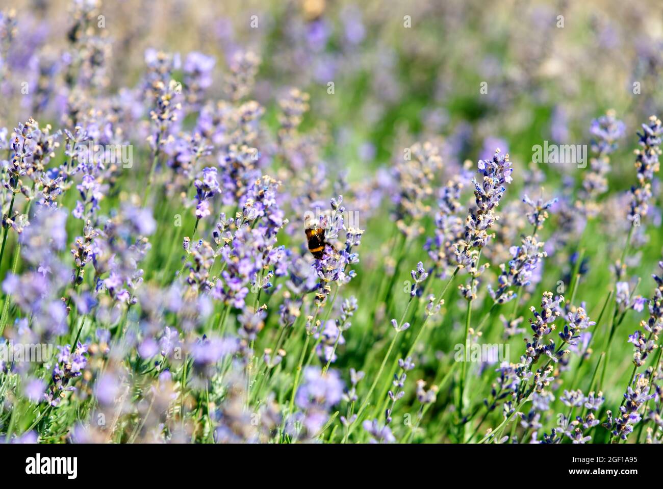 bees on a lavender plant, insects pollinating Stock Photo - Alamy