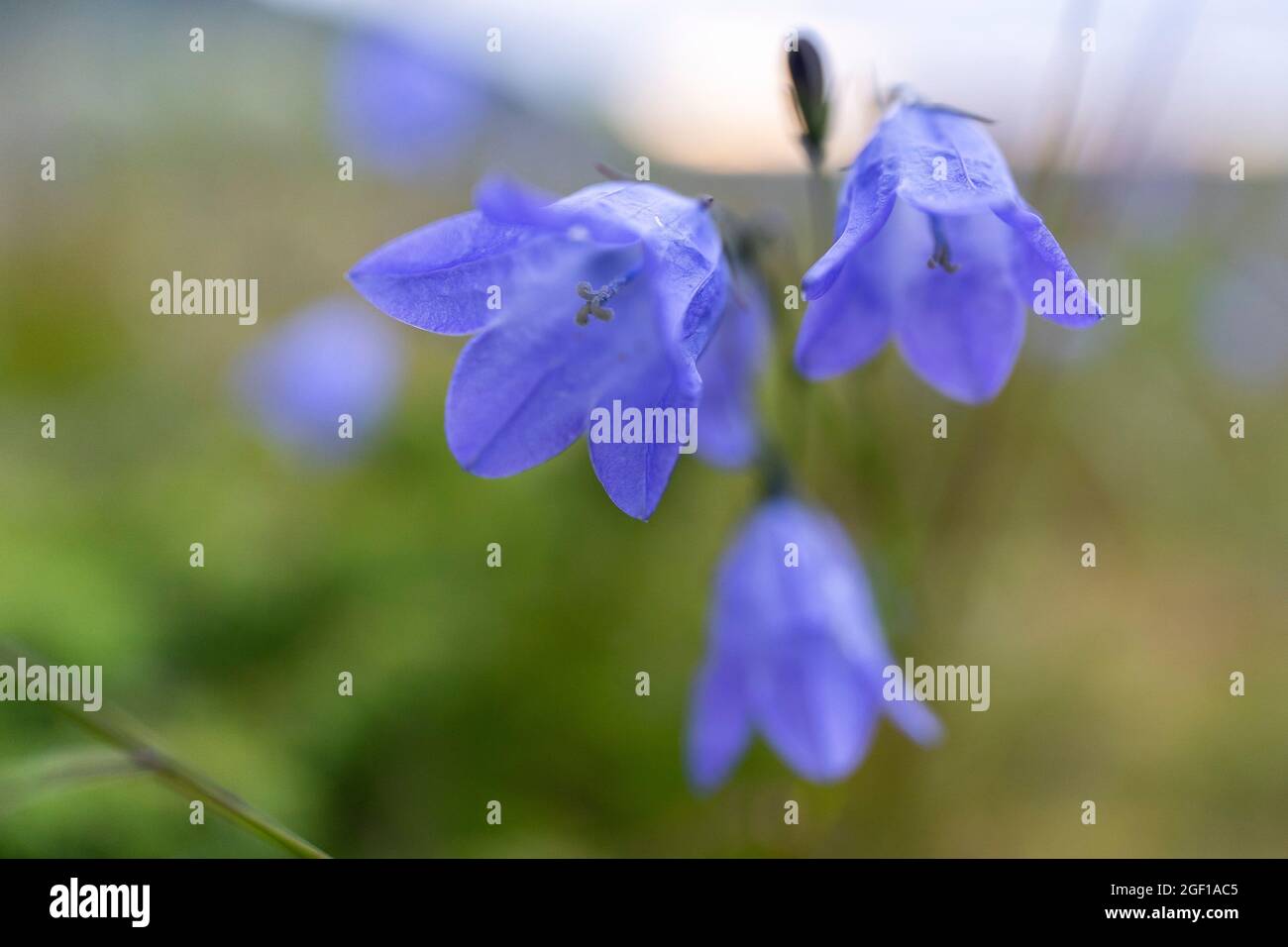 Beautiful blue flower on the beach at Senja in Norway Stock Photo - Alamy