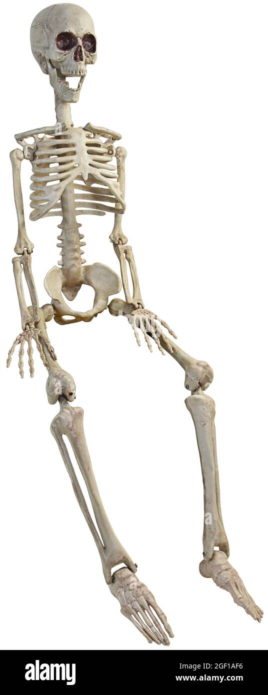 Seated Skeleton Three Quarter View with bent knees Stock Photo - Alamy