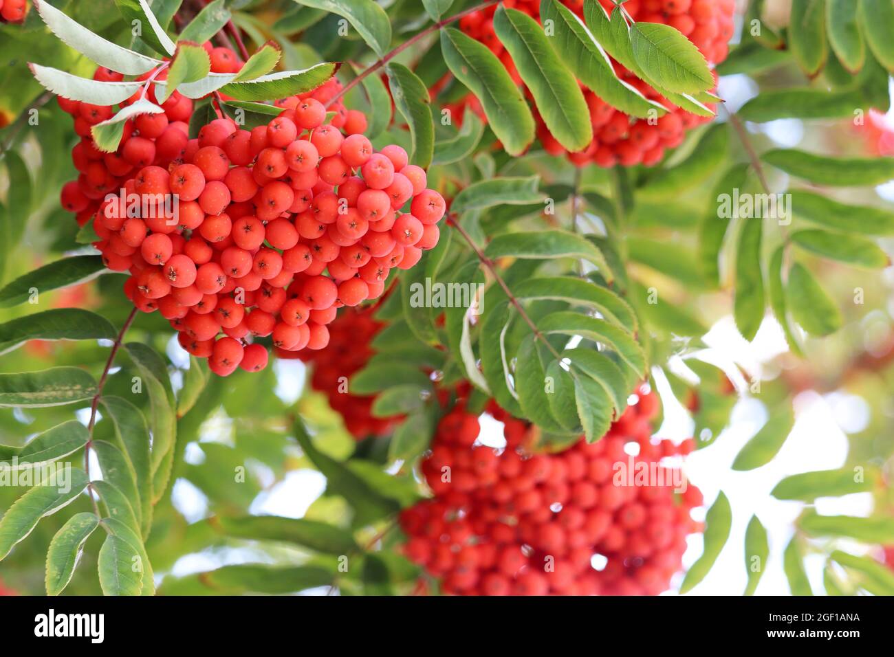 Rowan berries growing on a tree branches on sky background. Medicinal ...