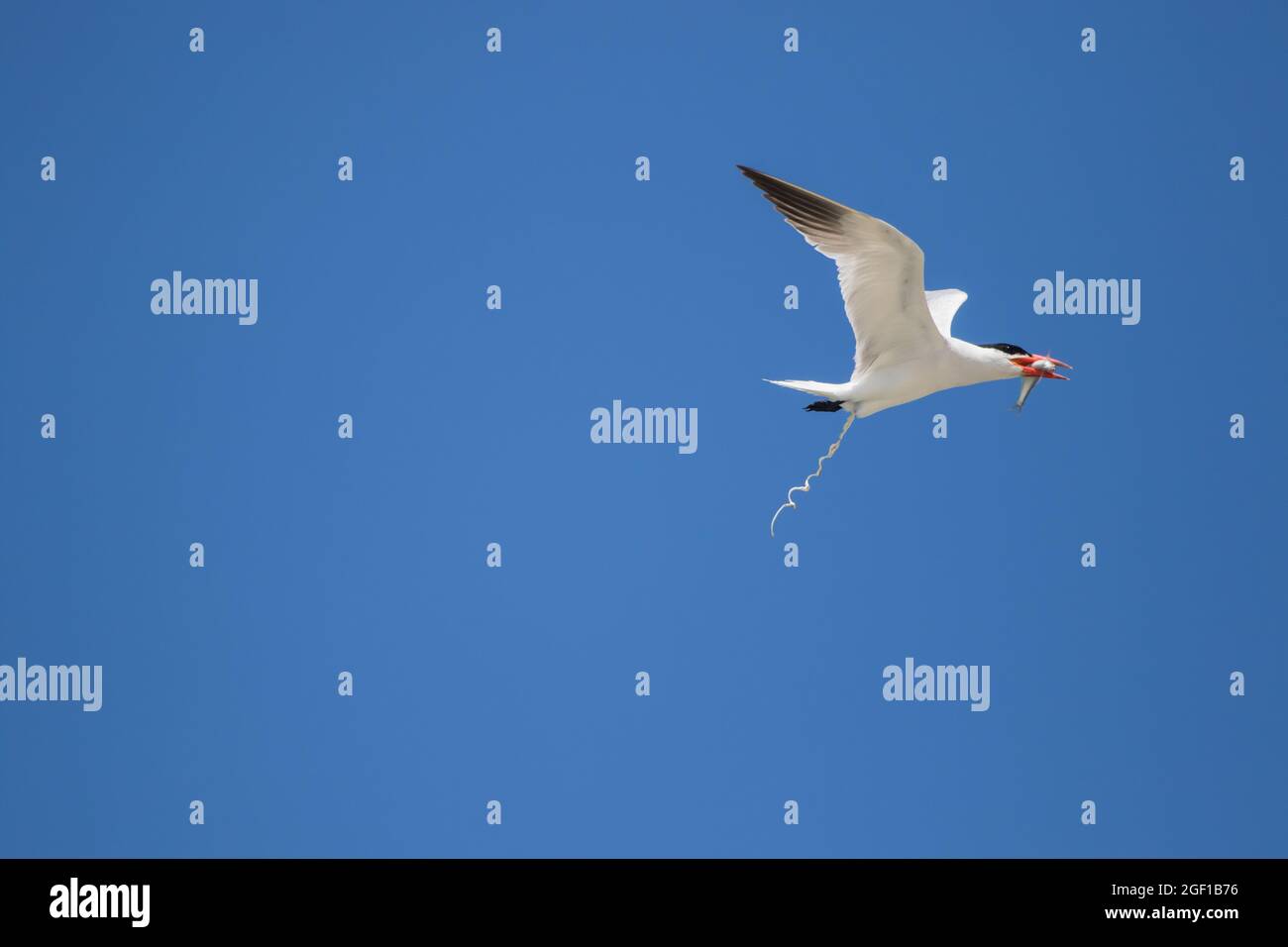 Caspian Tern pooping in flight California USA Stock Photo - Alamy