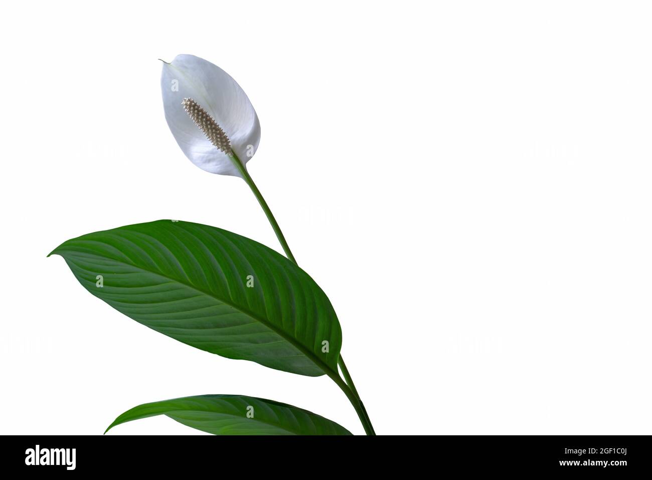 A peace lily isolated on a white background Stock Photo - Alamy