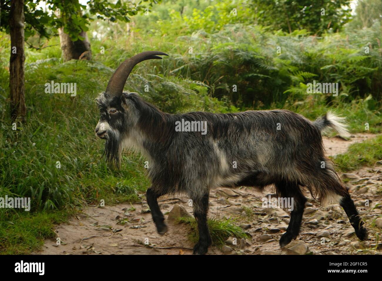 August 2021 - Male feral billy goat in the hills above Cheddar Gorge ...