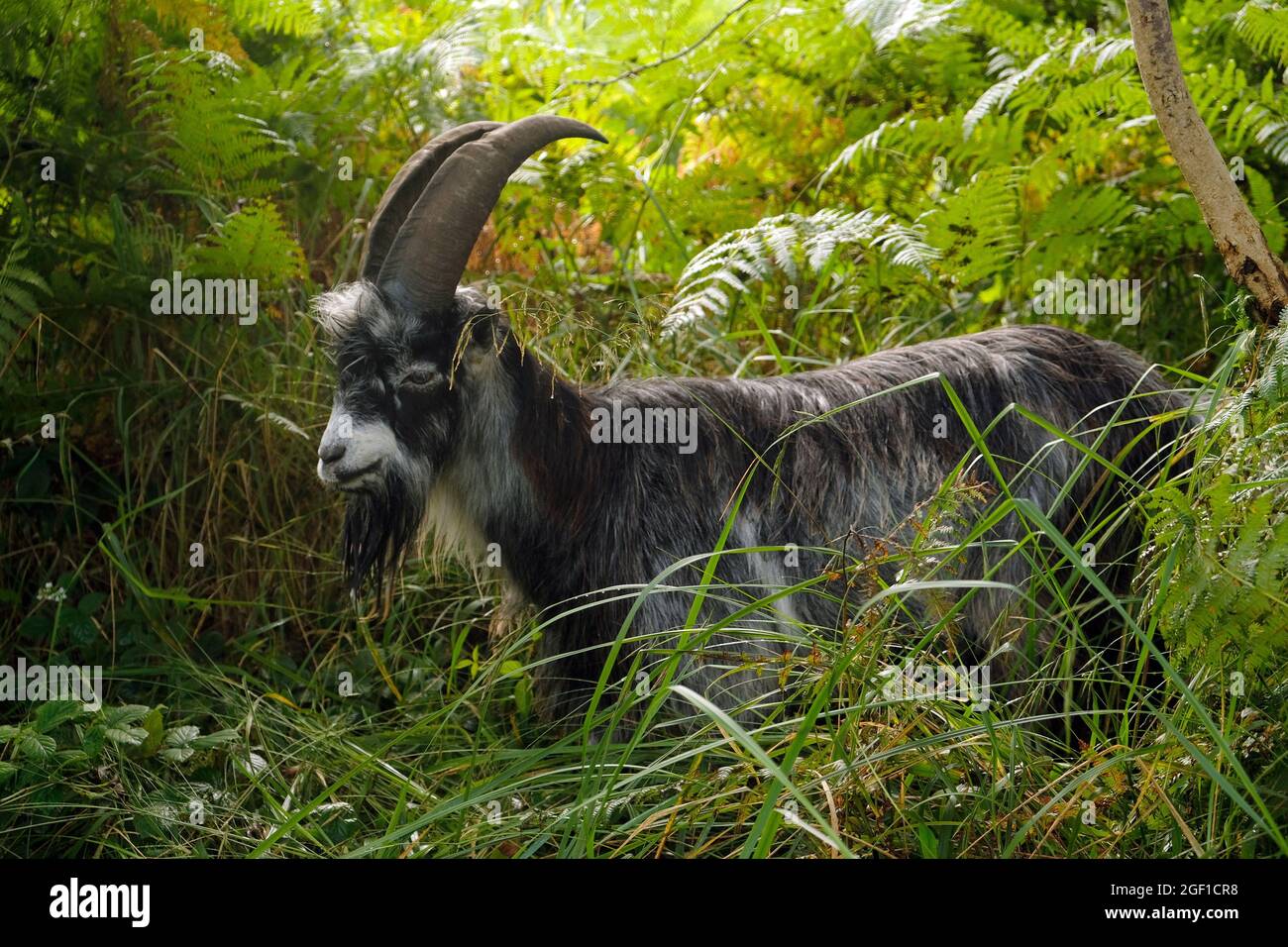 August 2021 - Male feral billy goat in the hills above Cheddar Gorge ...