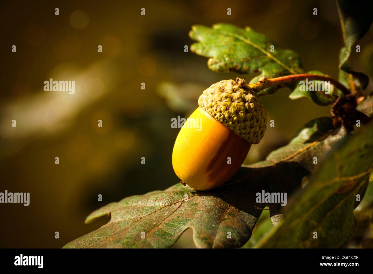 ripe oak acorn on the tree in the field at sunset in Extremadura Stock ...