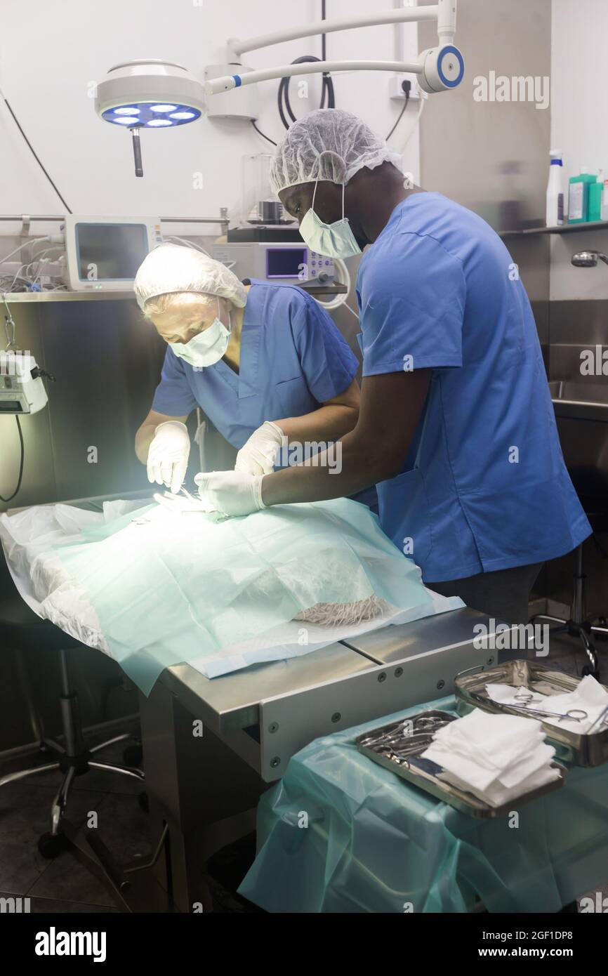 Veterinary doctor doing surgery hi-res stock photography and images - Alamy