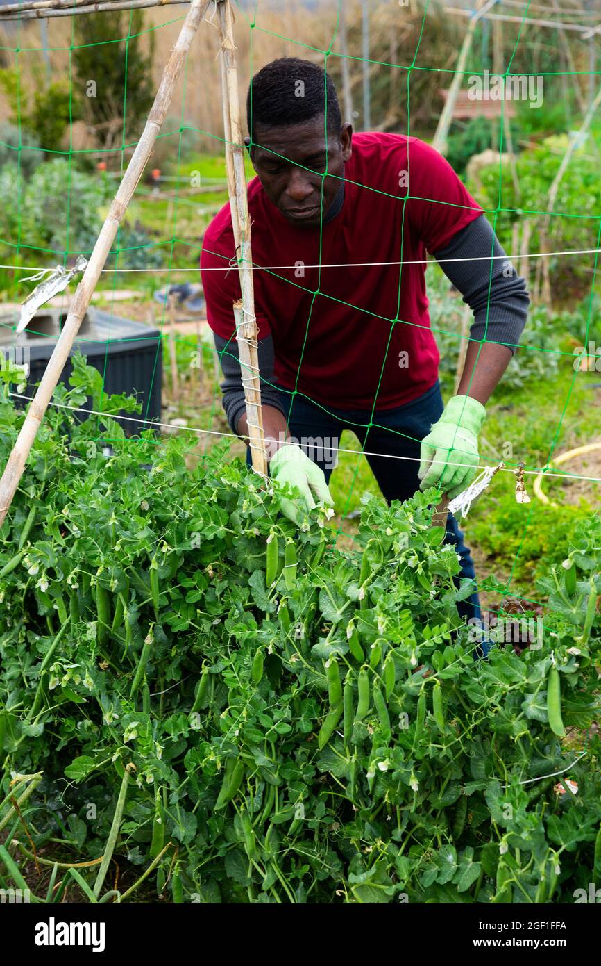 African man growing pea plants Stock Photo - Alamy