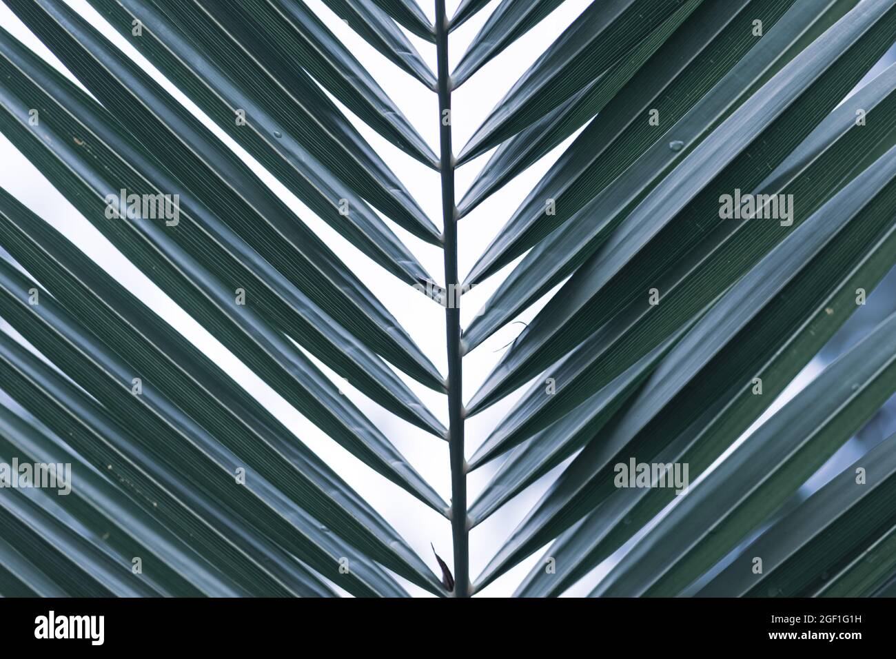 Green texture of palm tree leaf. Tropical floral pattern background ...